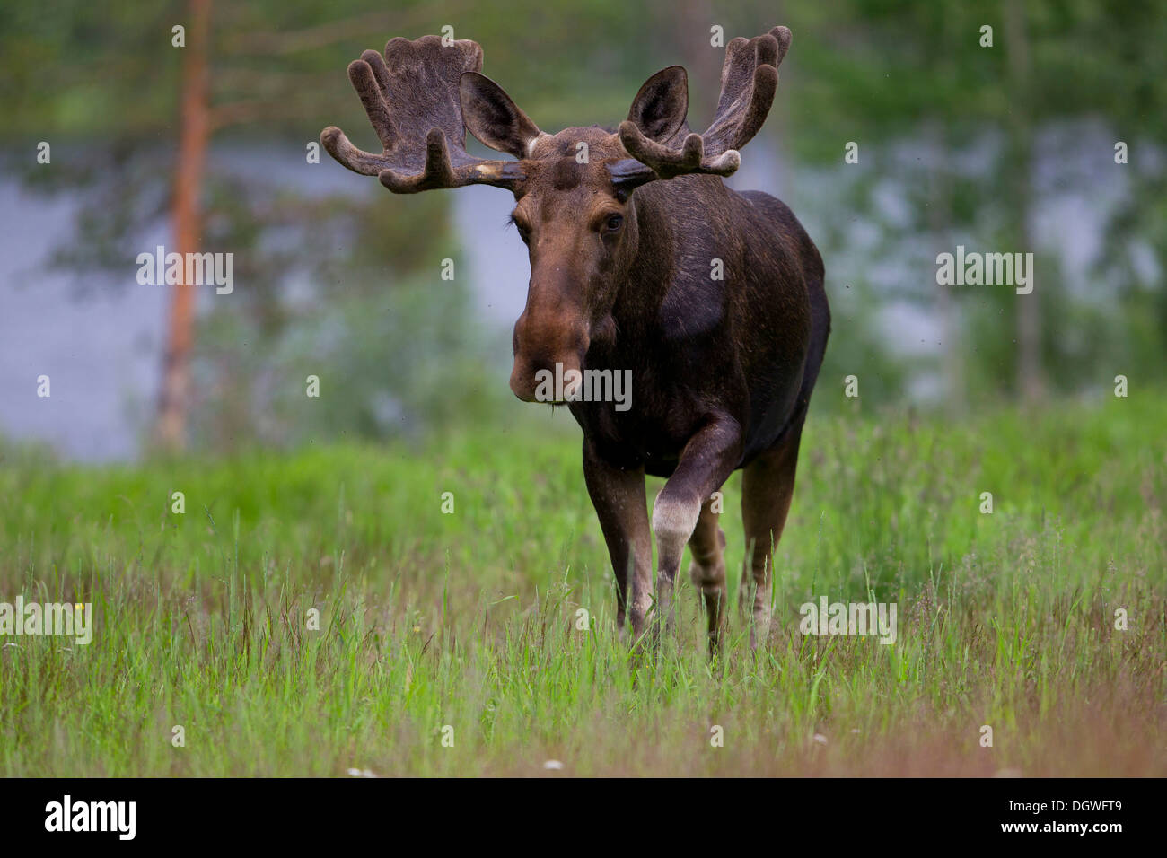 Eurasian Elk or Moose (Alces alces), bull, Lappland, Sweden Stock Photo ...