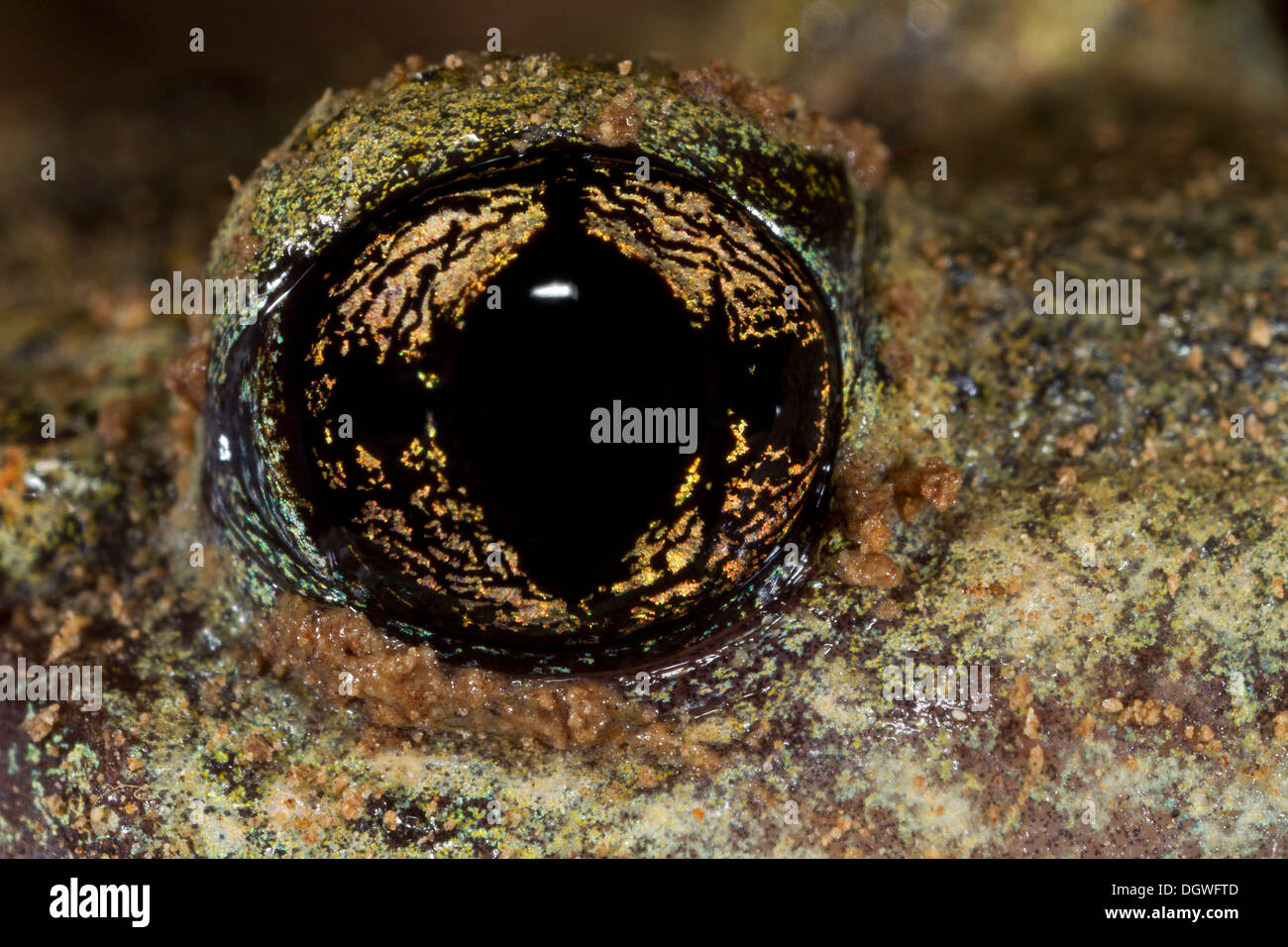Common Midwife Toad (Alytes obstetricans), eye, Thuringia, Germany ...