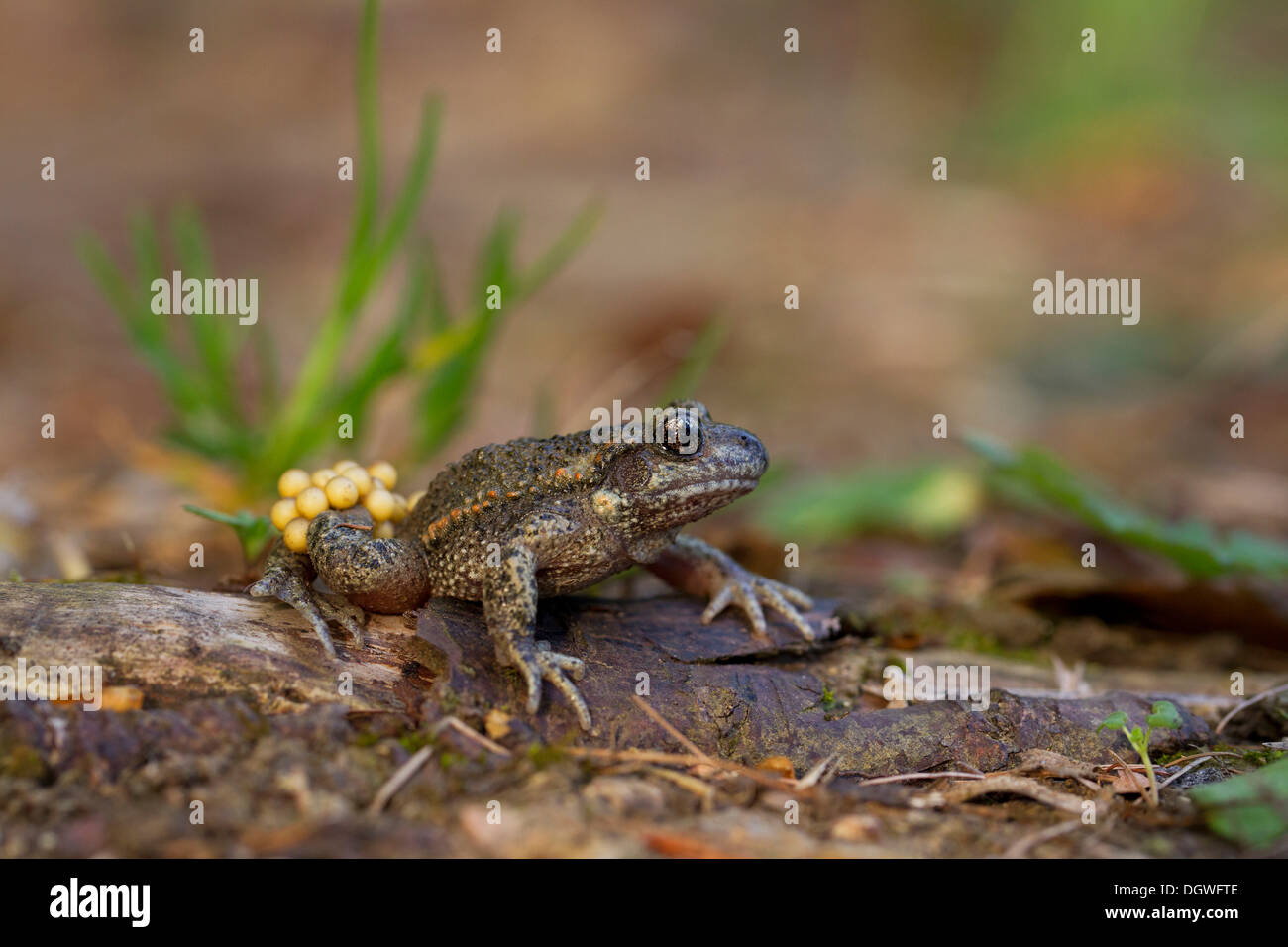 Common Midwife Toad (Alytes obstetricans), male carrying fresh mass of ...