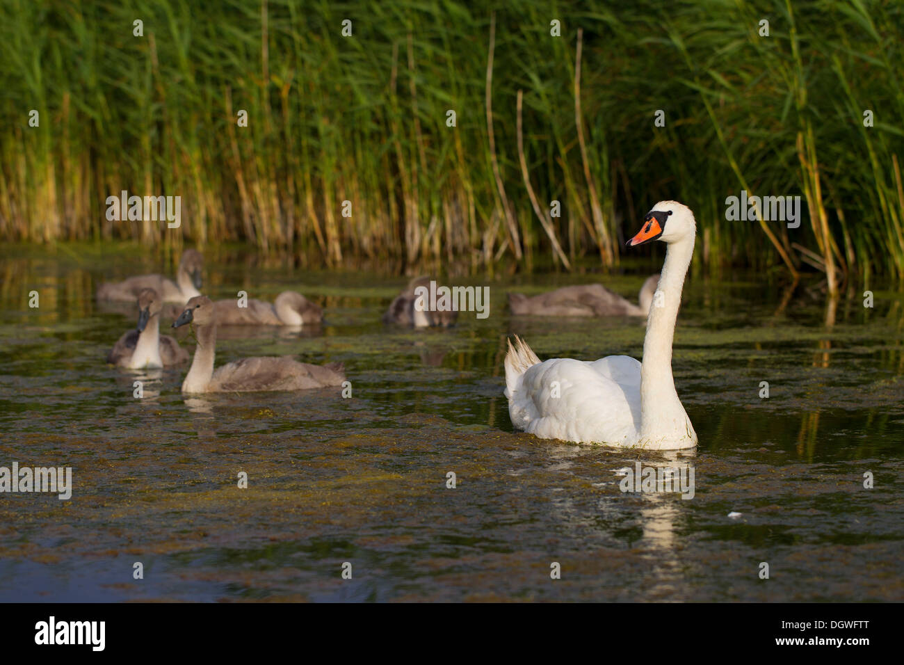 Mute Swans (Cygnus olor), adult with cygnets, Trelleborg, Scania ...