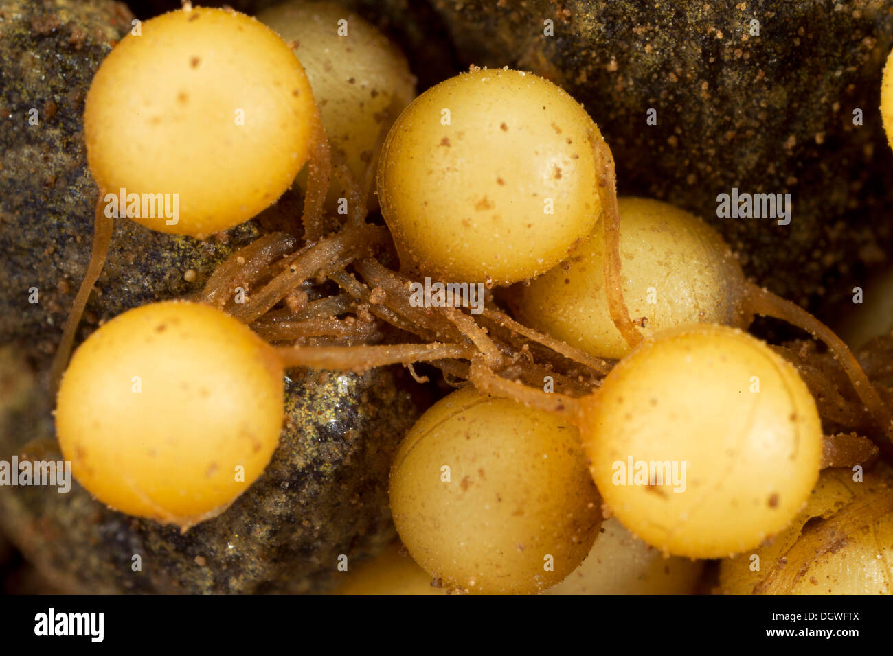 Common Midwife Toad (Alytes obstetricans), fresh mass of eggs, detail ...