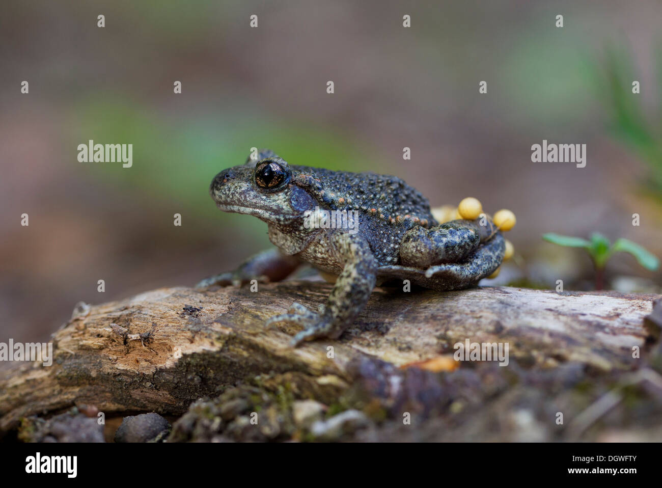Common Midwife Toad (Alytes obstetricans), male carrying fresh mass of ...
