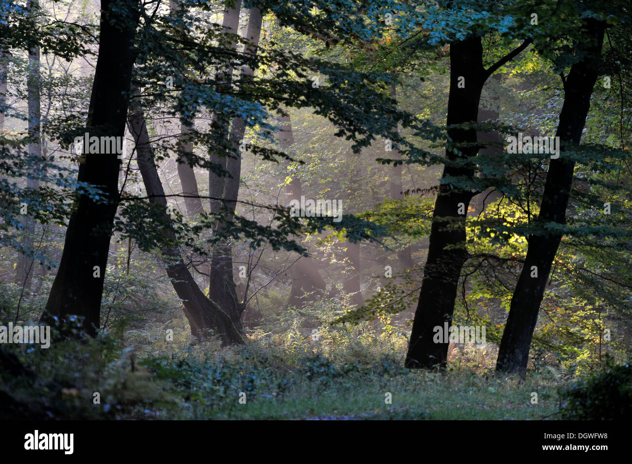 Deciduous forest with beech and alder trees Stock Photo - Alamy