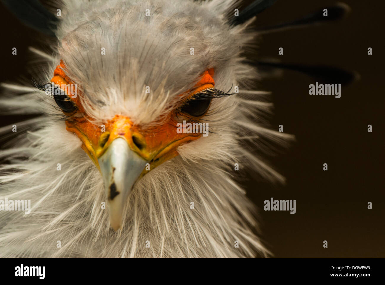 Secretary Bird Head High Resolution Stock Photography and Images - Alamy