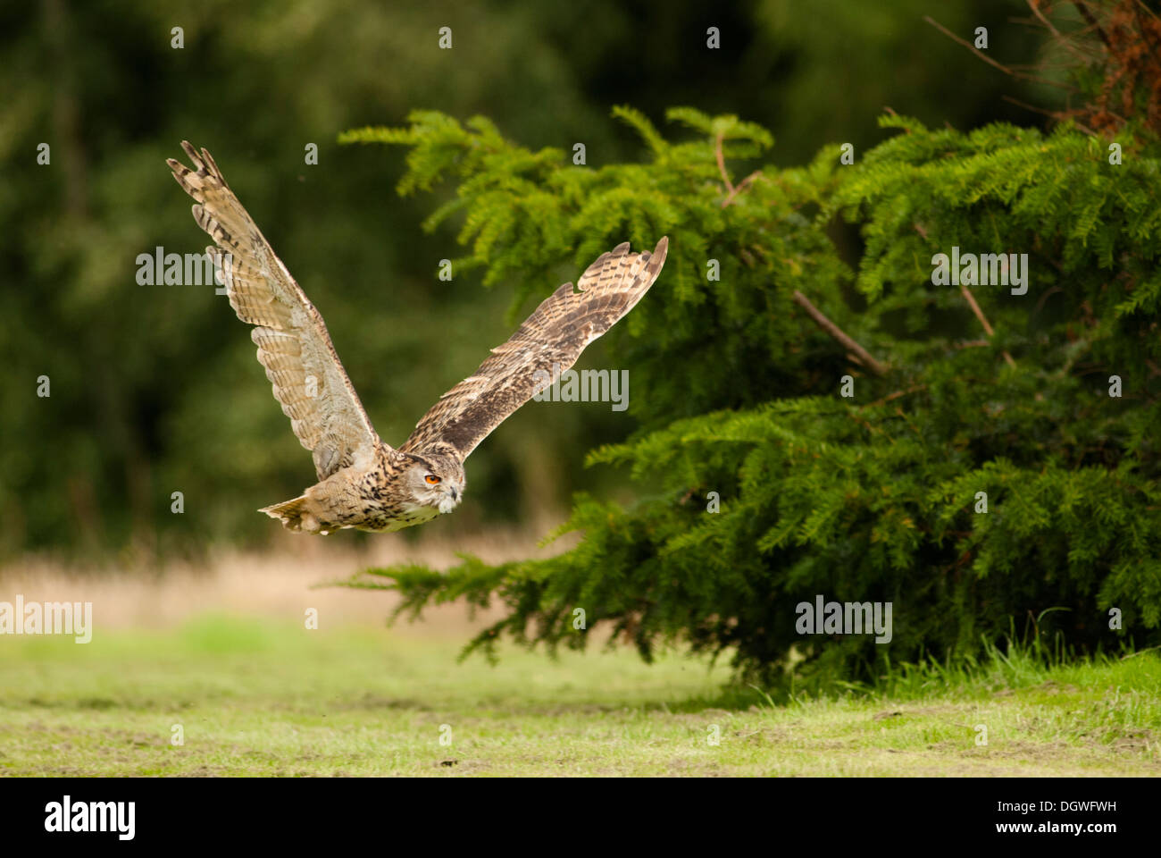 Owl flying from left to right Stock Photo - Alamy