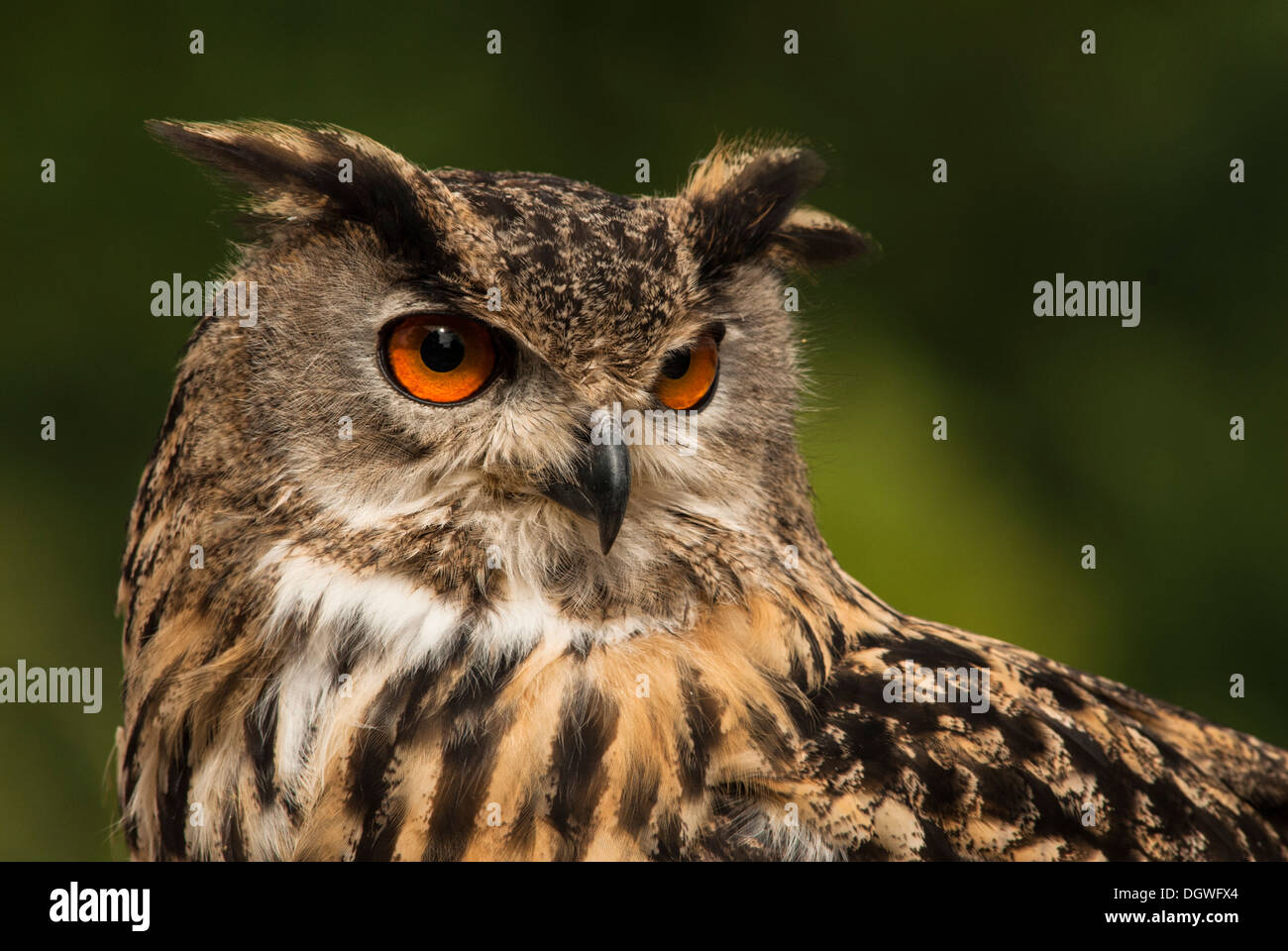 Newent bird of hi-res stock photography and images - Alamy