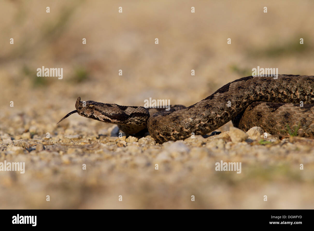 Horned Viper, Long-nosed Viper or Common Sand Adder (Vipera ammodytes ...