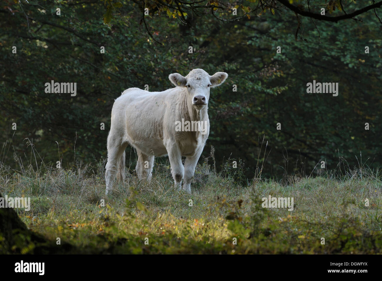 Meet production hi-res stock photography and images - Alamy