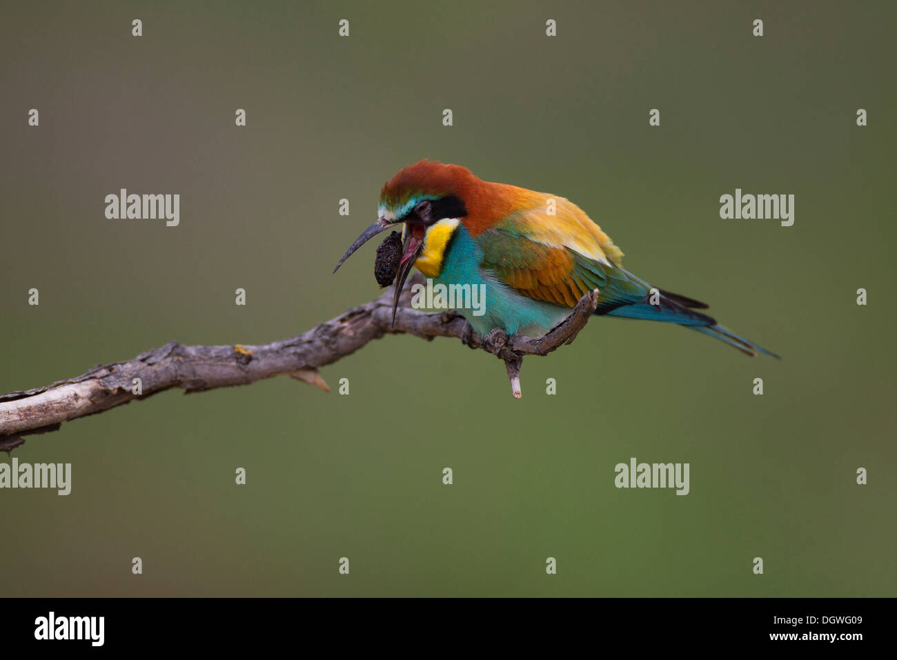 Bird regurgitating hi-res stock photography and images - Alamy
