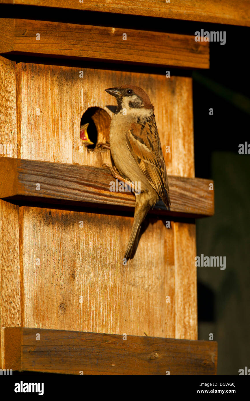 Sparrow breeding box hi-res stock photography and images - Alamy