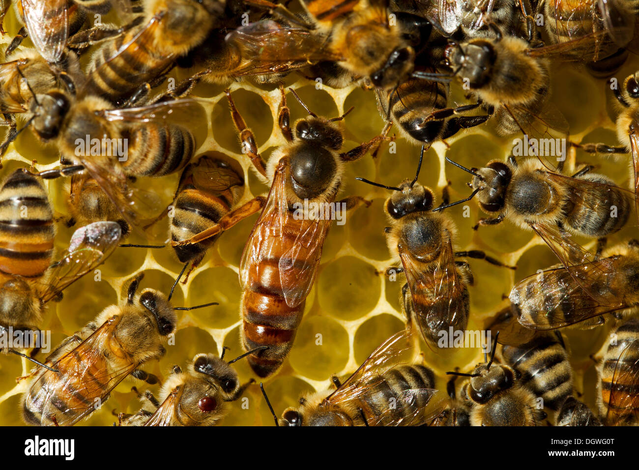 Western Honey Bees (Apis mellifera), queen on honeycomb surrounded by ...