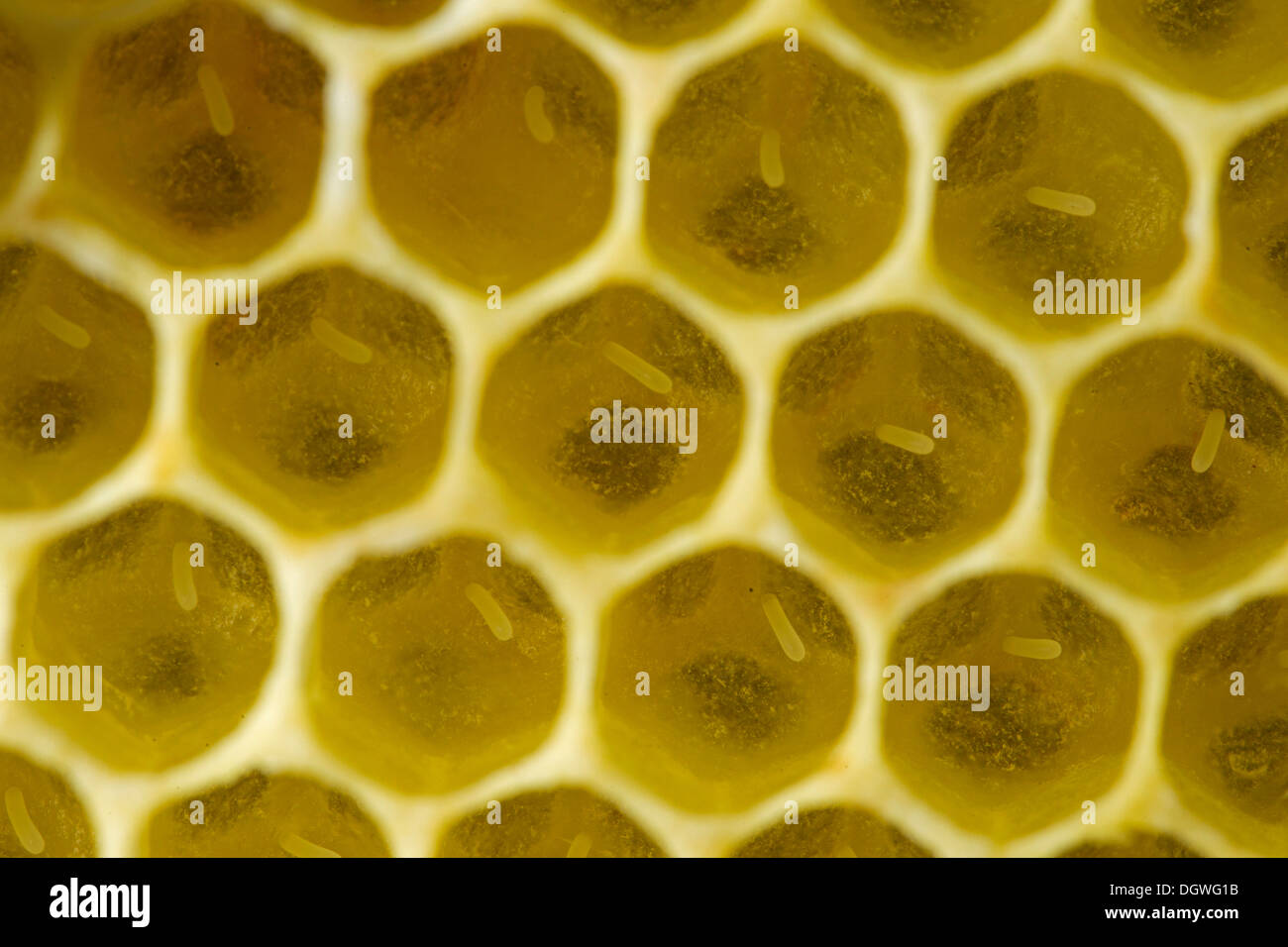 Western Honey Bees (Apis mellifera), freshly laid eggs in the brood ...