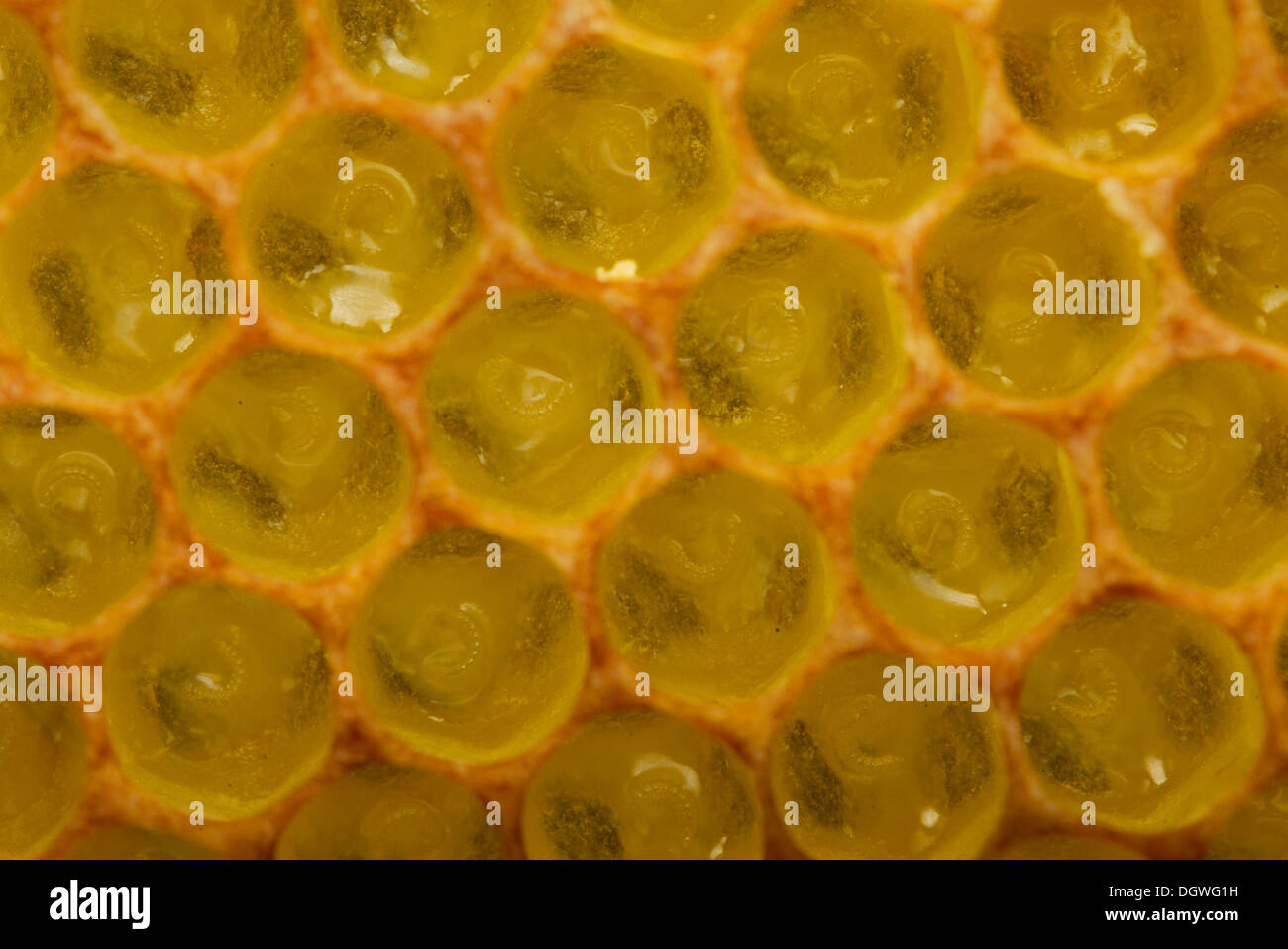 Western Honey Bees (Apis mellifera), newly hatched larvae in the brood ...