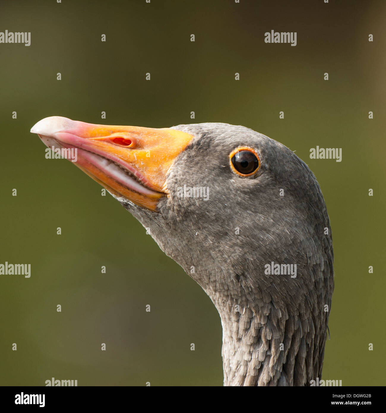 Gooses head hi-res stock photography and images - Alamy