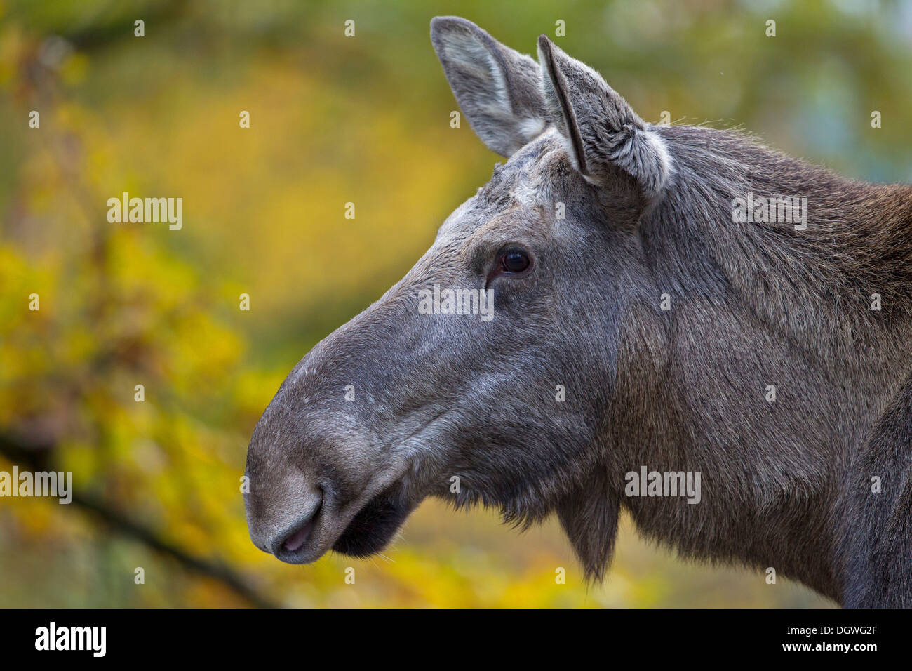 Eurasian Elk or Moose (Alces alces), cow, portrait, Lappland, Sweden ...