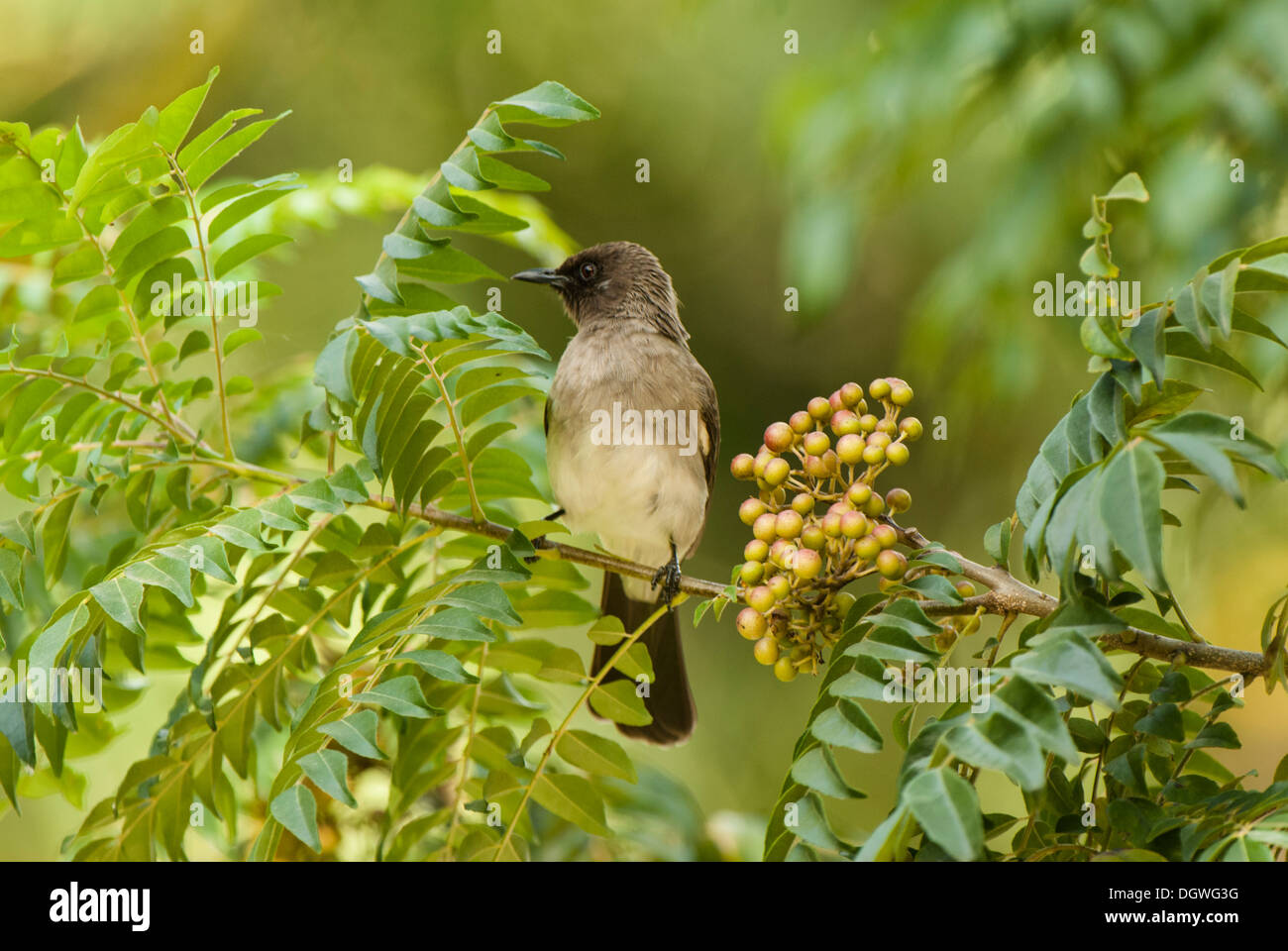 African bulbuls hi-res stock photography and images - Alamy