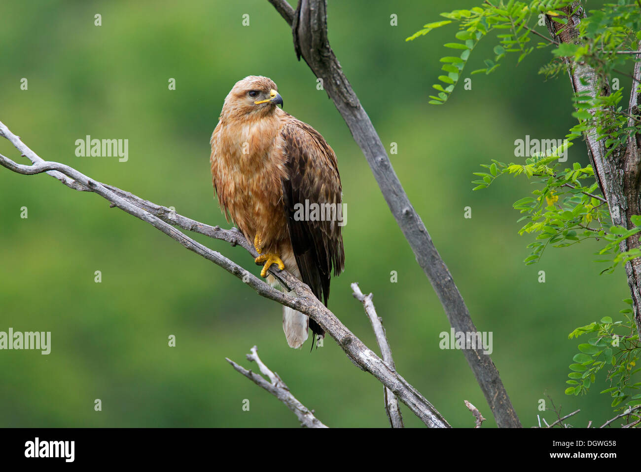 Long-legged Buzzard (Buteo Rufinus), female, North Bulgaria, Bulgaria ...