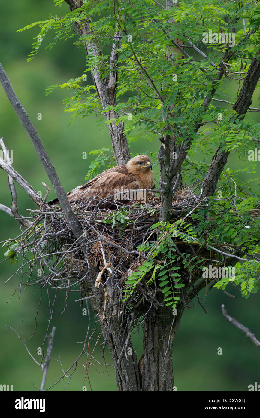 Female buzzards hi-res stock photography and images - Alamy