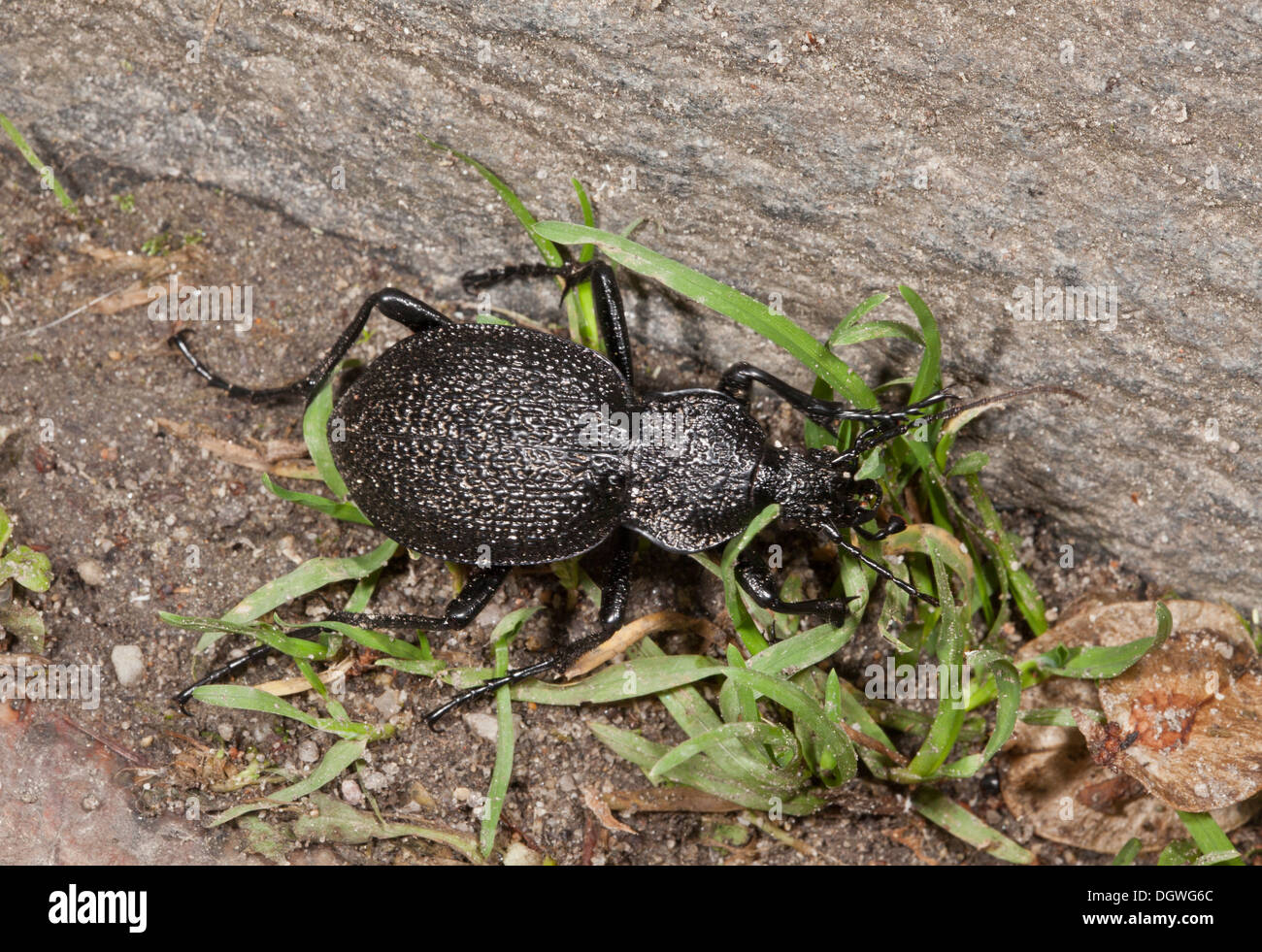 The largest european ground beetle, Carabus gigas = Procerus gigas ...