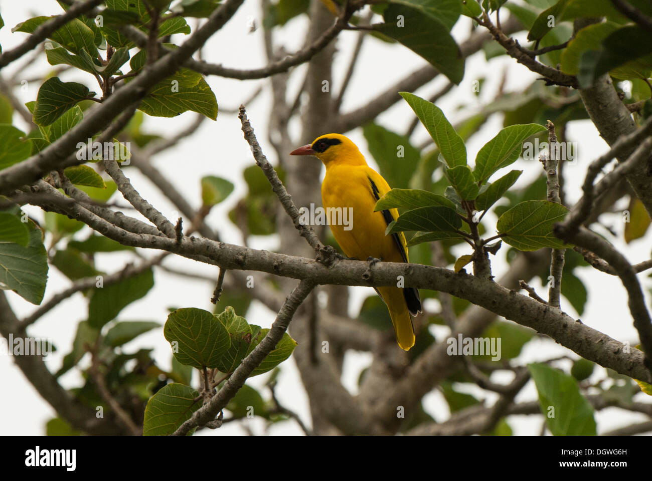 African oriole hi-res stock photography and images - Alamy