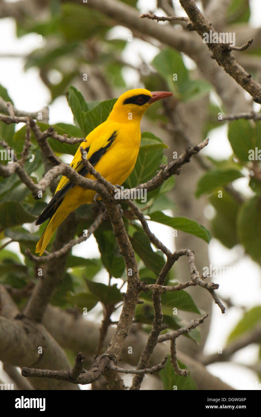 African oriole hi-res stock photography and images - Alamy
