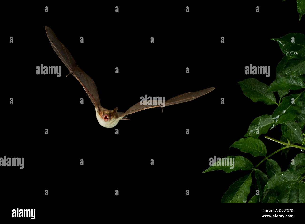 Lesser mouse eared bats hi-res stock photography and images - Alamy