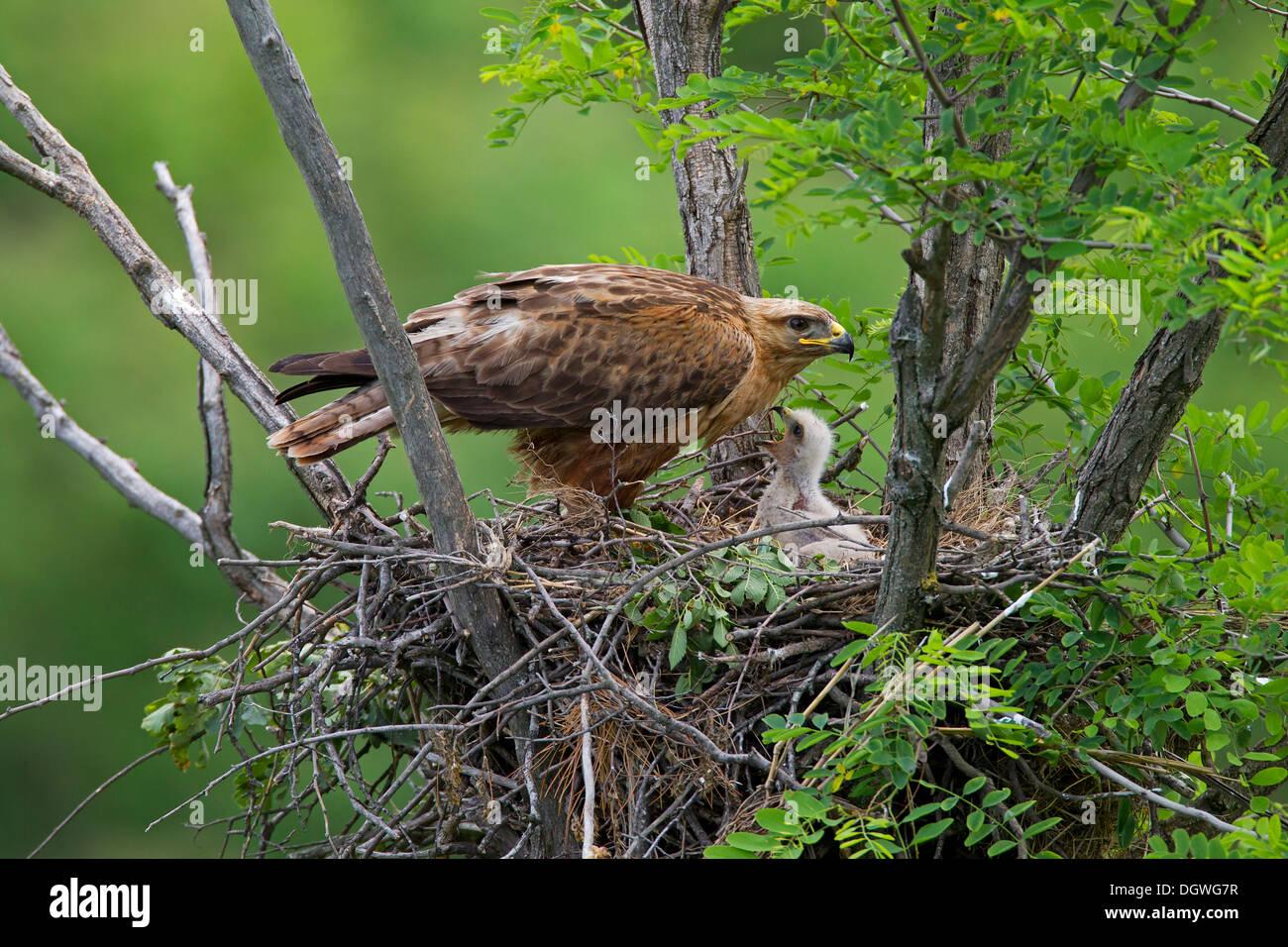 Long-legged Buzzard (Buteo Rufinus), female with chick, young bird, on ...