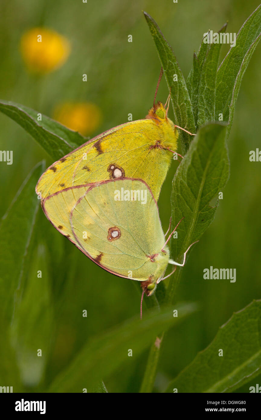 Mating Clouded Yellow butterflies, Colias crocea. Common migrant Stock ...