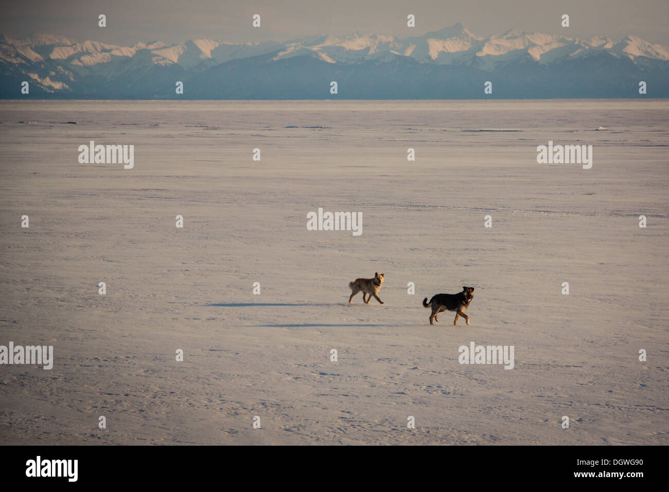Stray dogs running on ice hi-res stock photography and images - Alamy