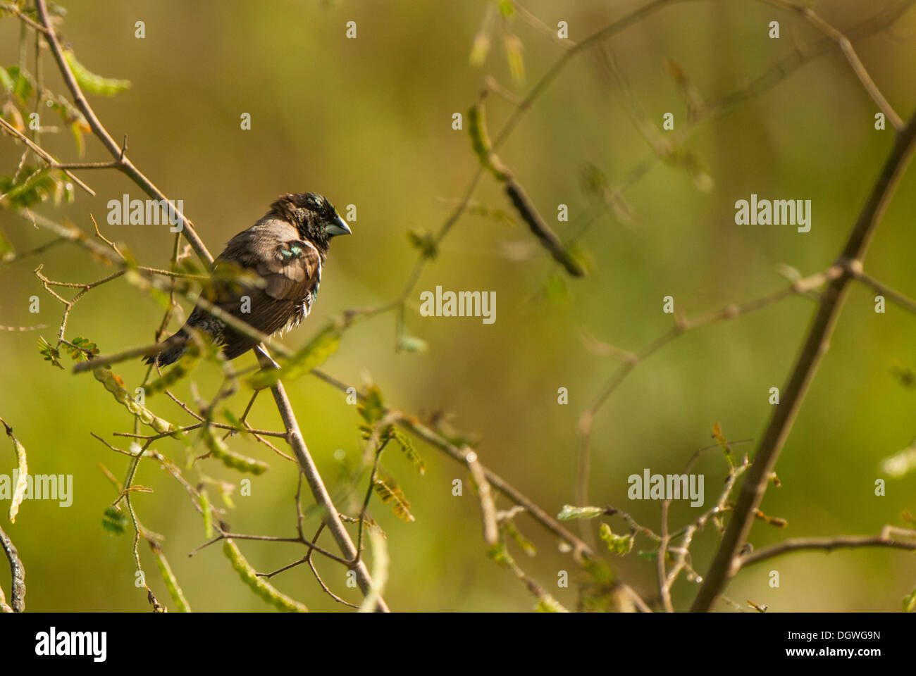 Sigle hi-res stock photography and images - Alamy