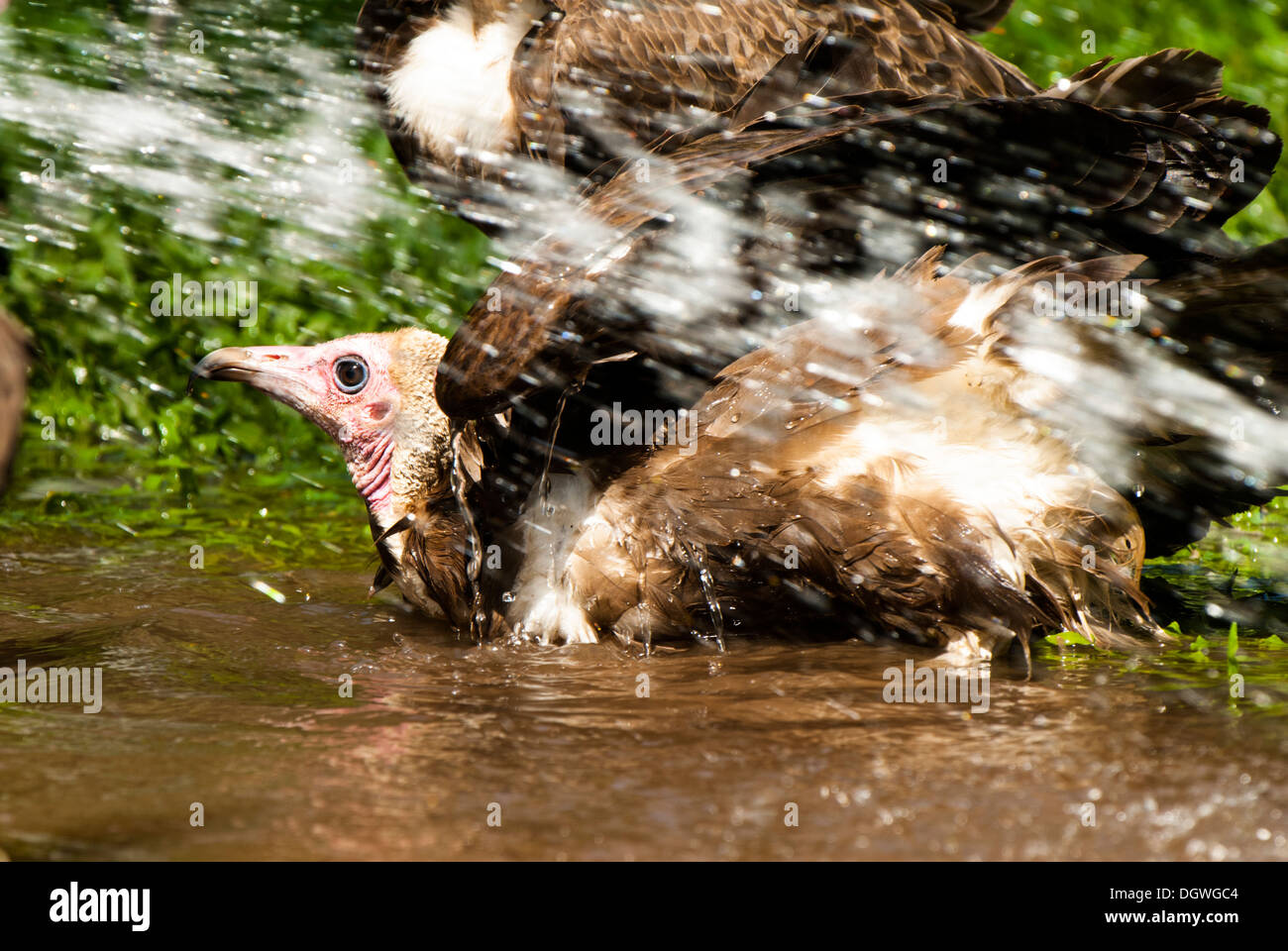 Water vulture hi-res stock photography and images - Alamy