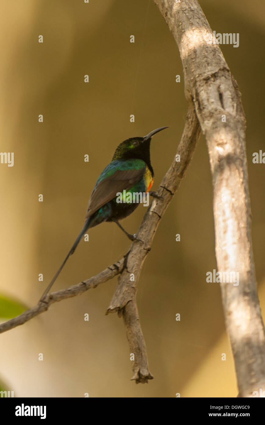 Beautiful sunbird hi-res stock photography and images - Alamy