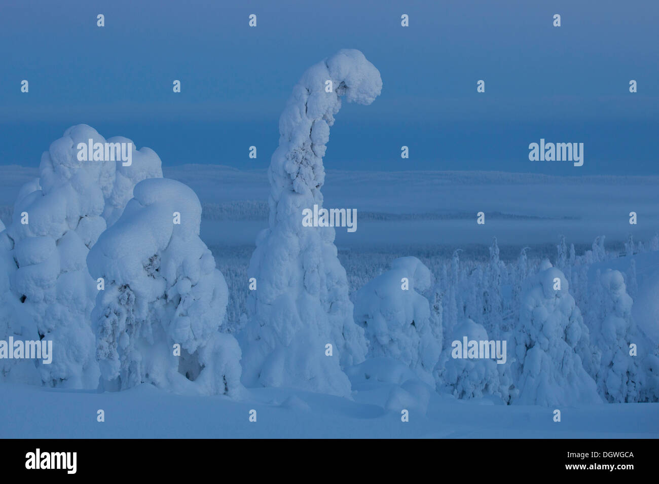 Snow covered trees on Rukatunturi Mountain, Kuusamo, Northern Ostrobothnia, Finland Stock Photo ...