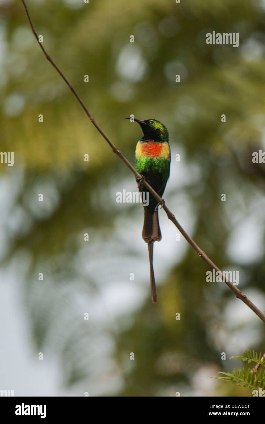 Beautiful sunbird nectarinia pulchella hi-res stock photography and ...