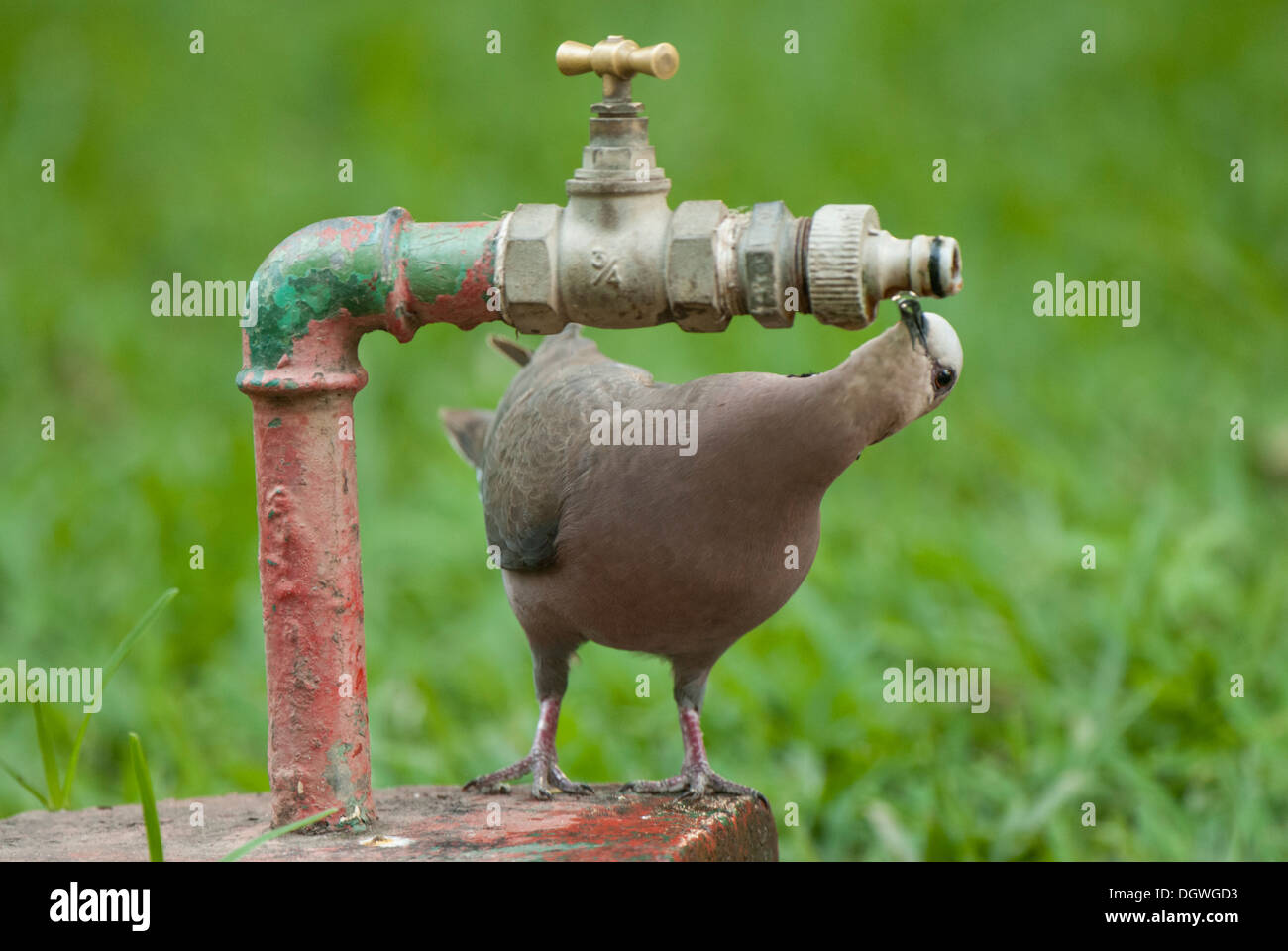 Red Eyed Dove drinking from tap Stock Photo - Alamy