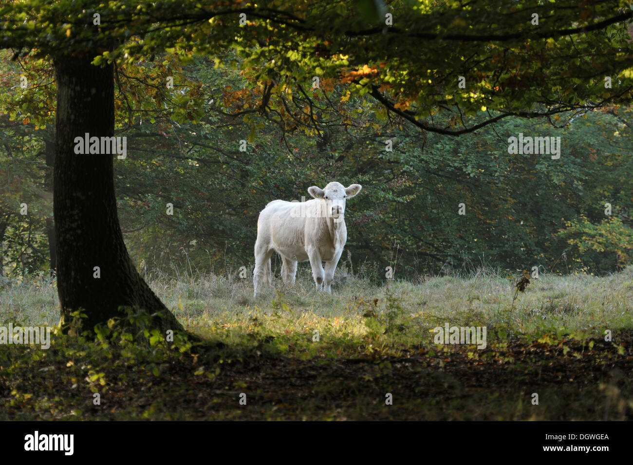 Neat cattle on their enclosed pasture-land Stock Photo - Alamy