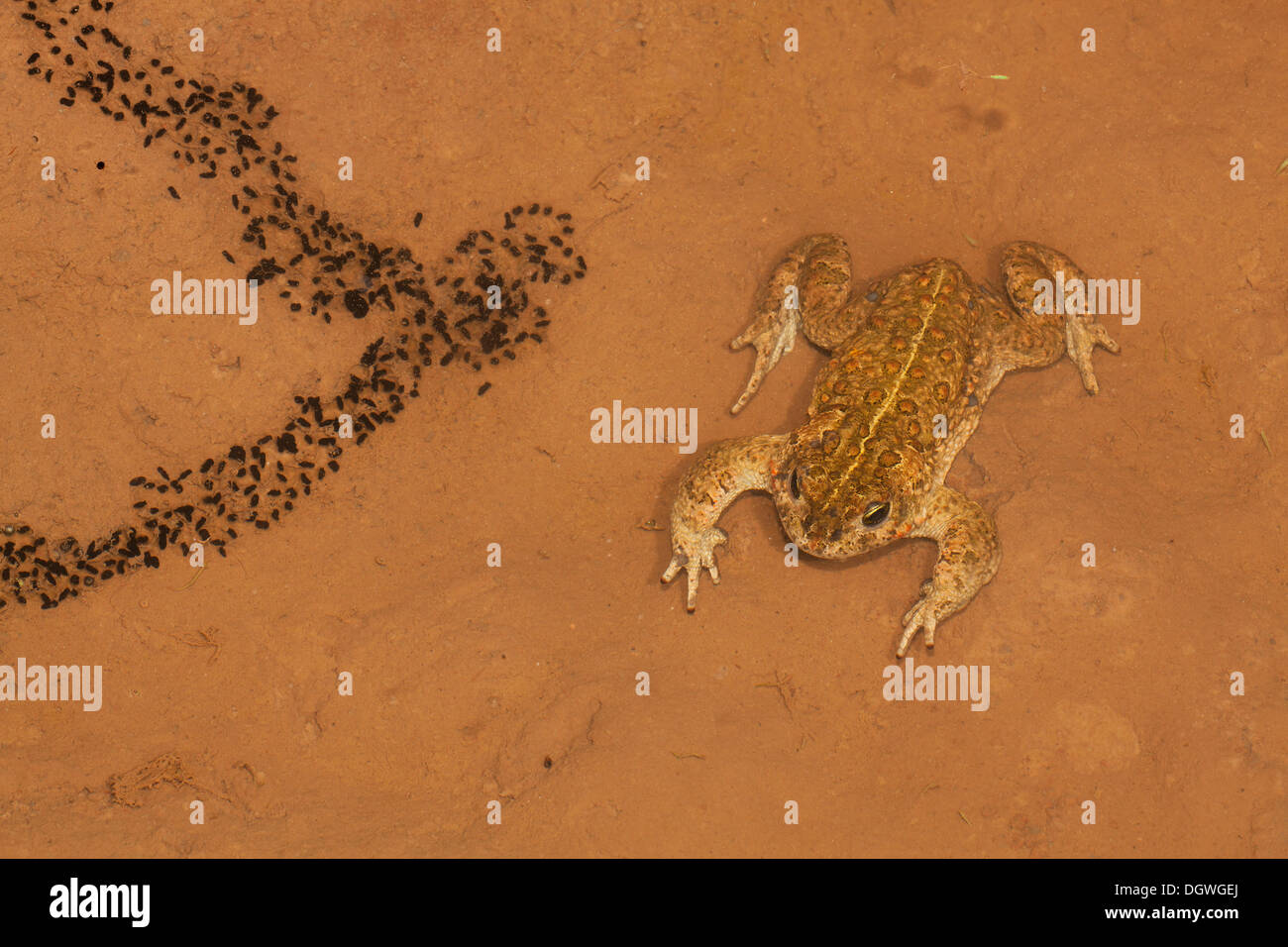Natterjack Toad (Bufo calamita) and newly hatched larvae on a shallow ...