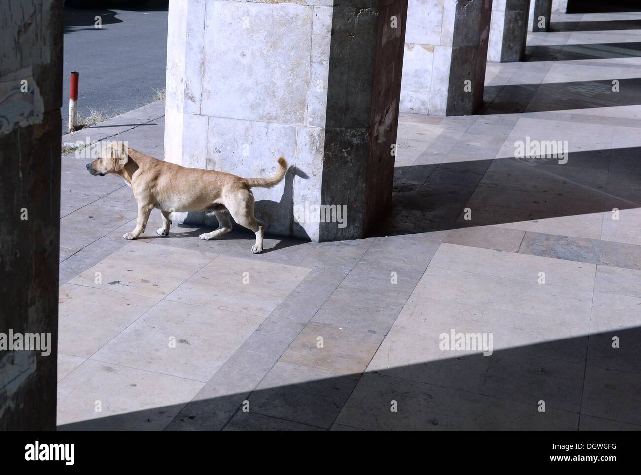 A street dog in Bucharest, Romania, 20 October 2013. Supposedly 65.000 ...