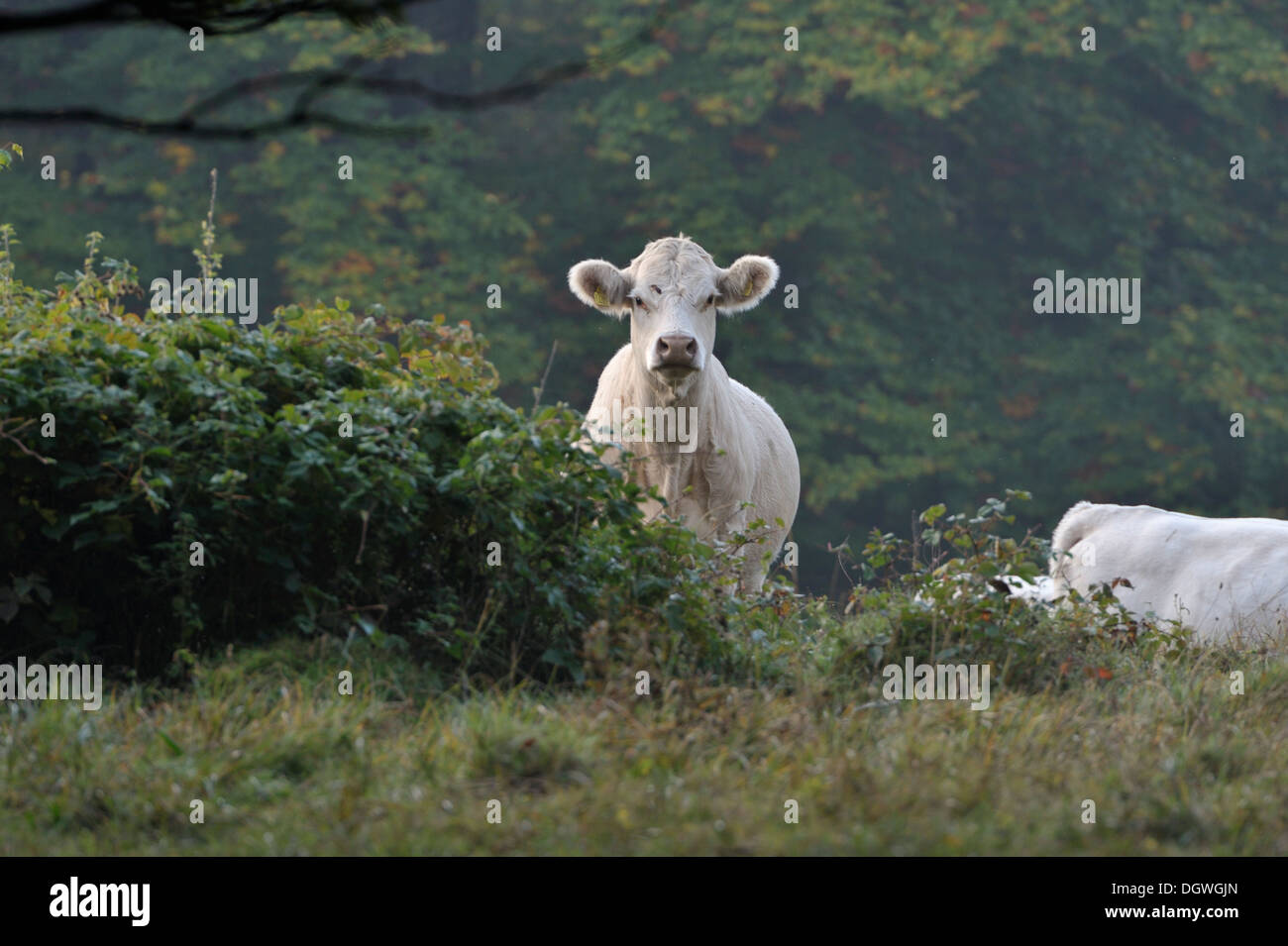 Neat cattles on their enclosed pasture-land Stock Photo - Alamy