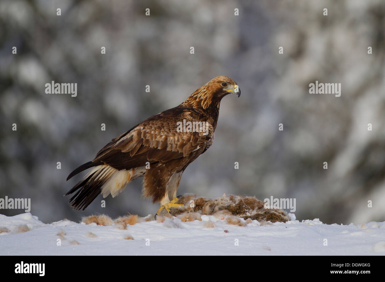 Eagle With Prey Rabbit Stock Photos & Eagle With Prey Rabbit Stock ...