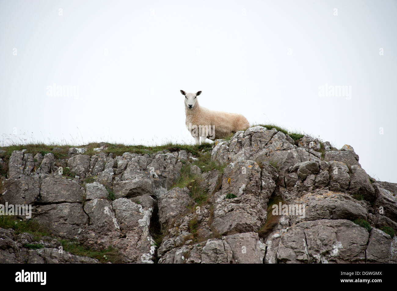 Mountain sheep hi-res stock photography and images - Alamy