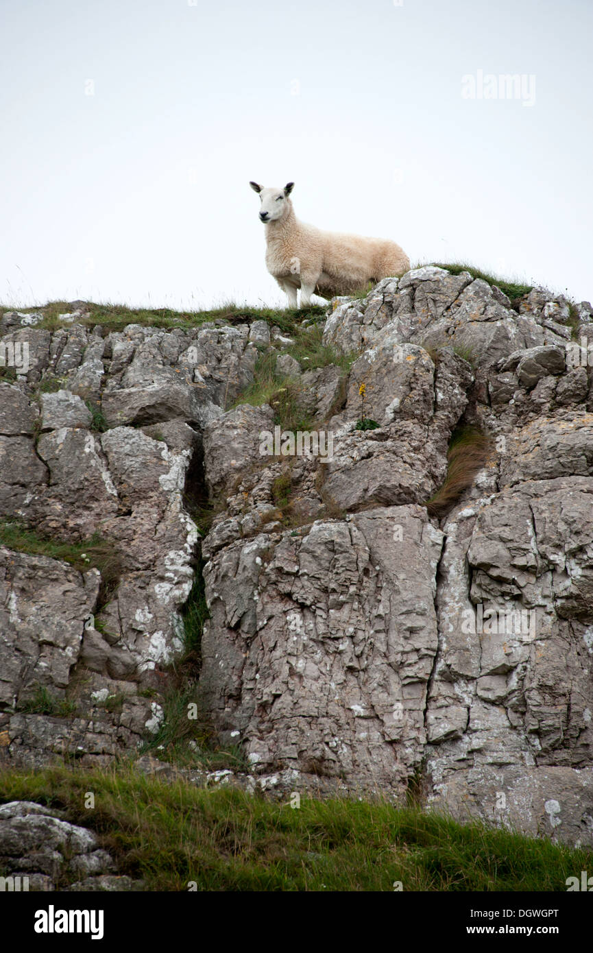Mountain Sheep looking down from rock peering Stock Photo - Alamy