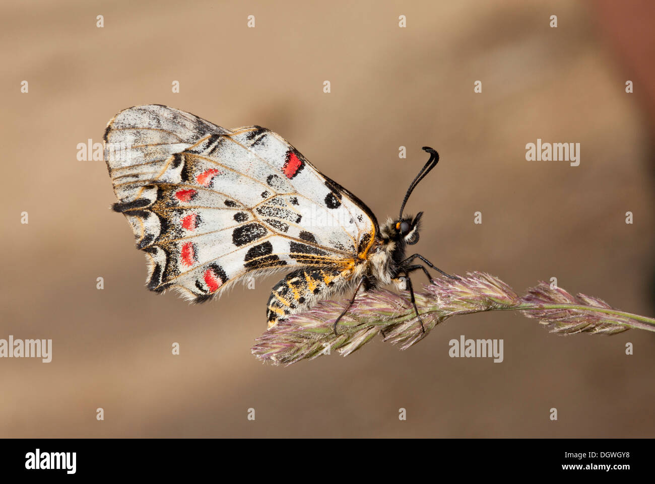 Eastern festoon, Zerynthia cerisy butterfly, Bulgaria Stock Photo - Alamy