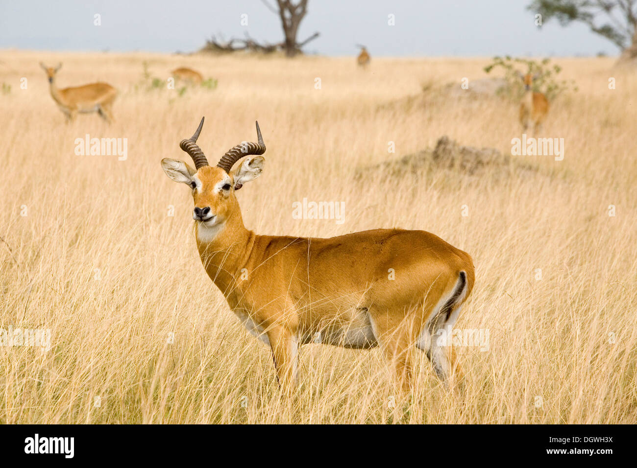 Ugandan kob (Kobus kob thomasi), buck, dry savannah near Ishasha, Queen Elizabeth National Park ...