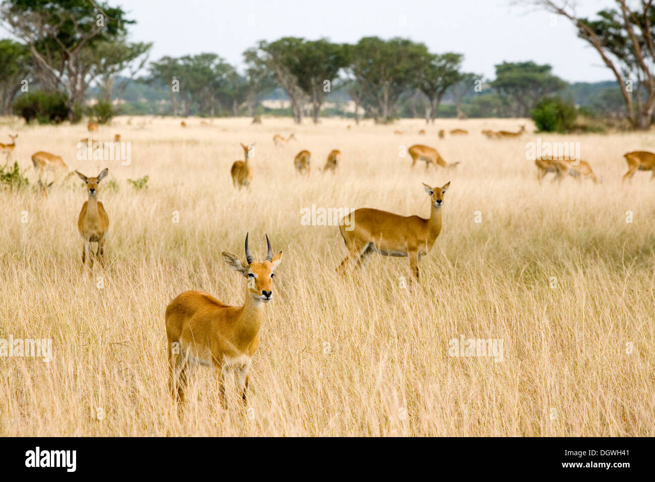 Ugandan kobs hi-res stock photography and images - Alamy