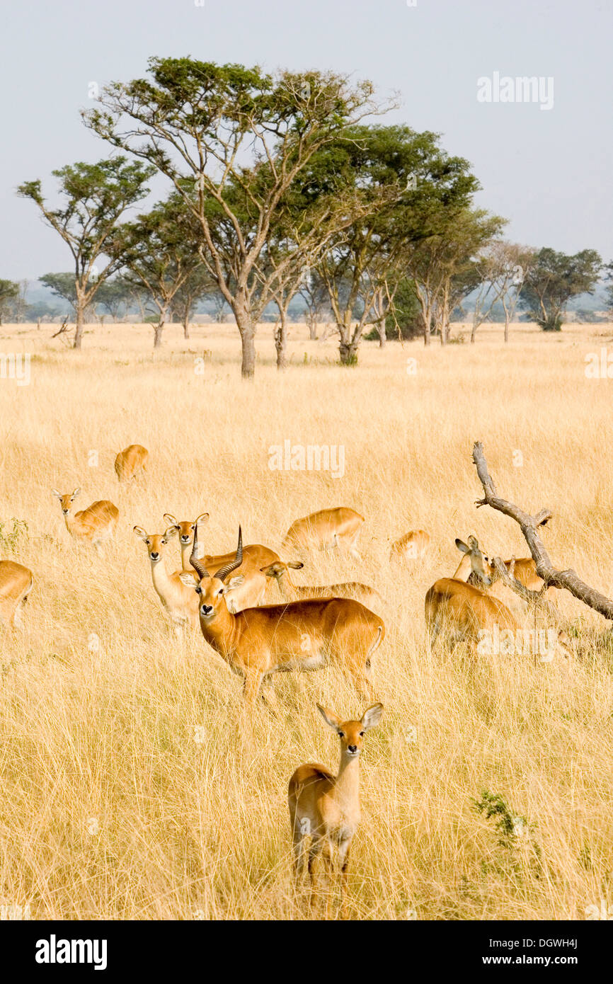 Ugandan kobs hi-res stock photography and images - Alamy
