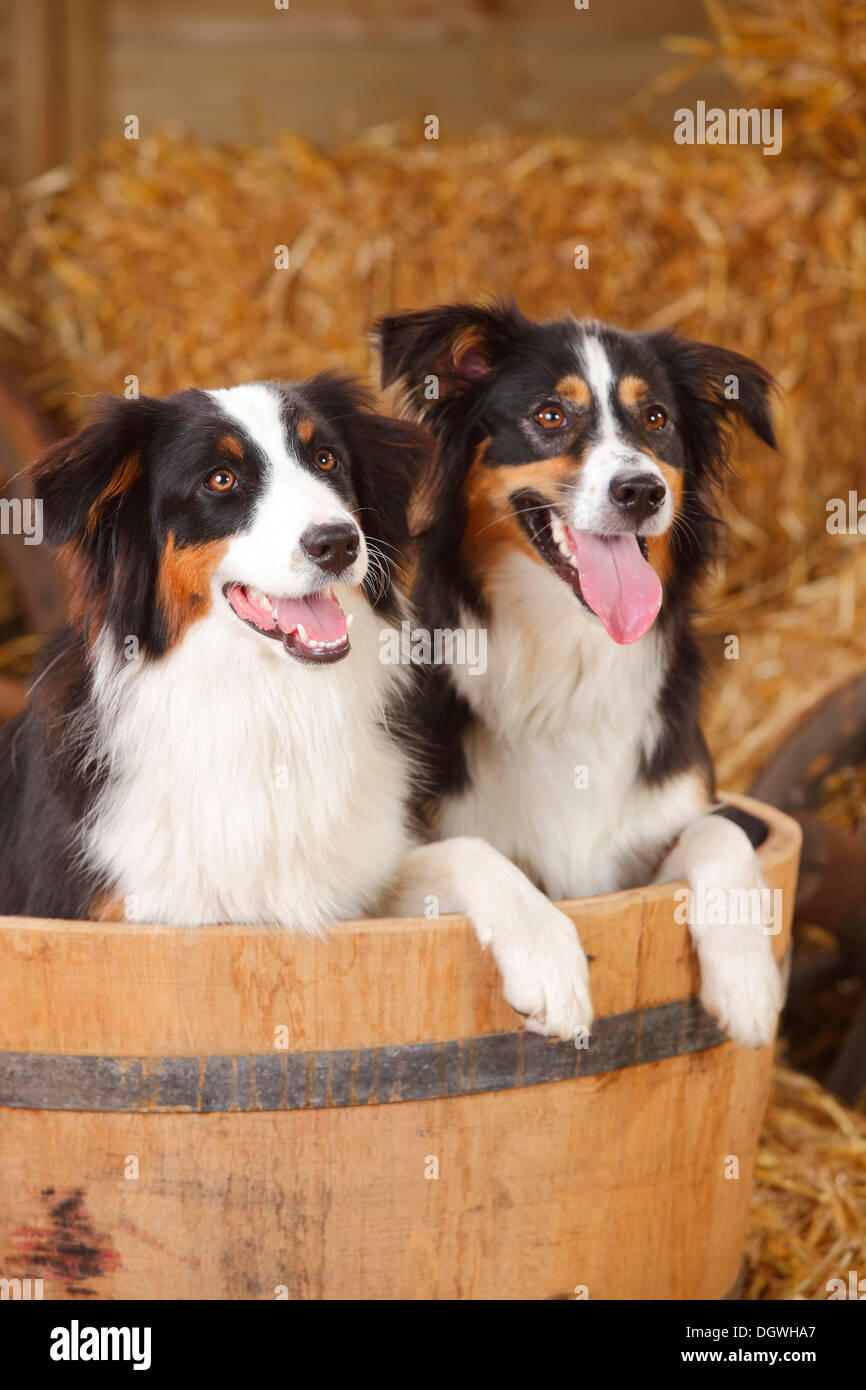 Mini Australian Shepherd Black Tri