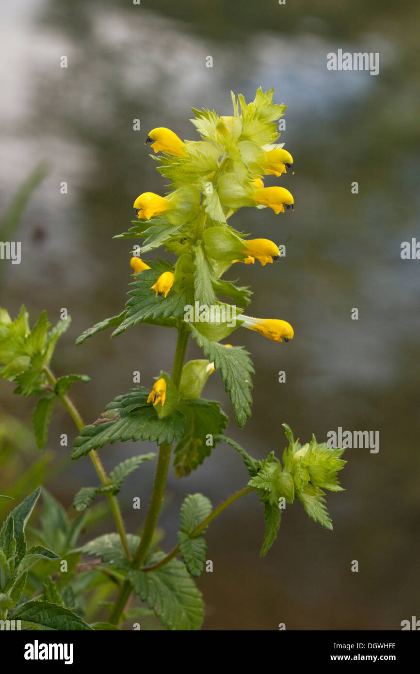 Rhinanthus Rumelicus High Resolution Stock Photography and Images - Alamy