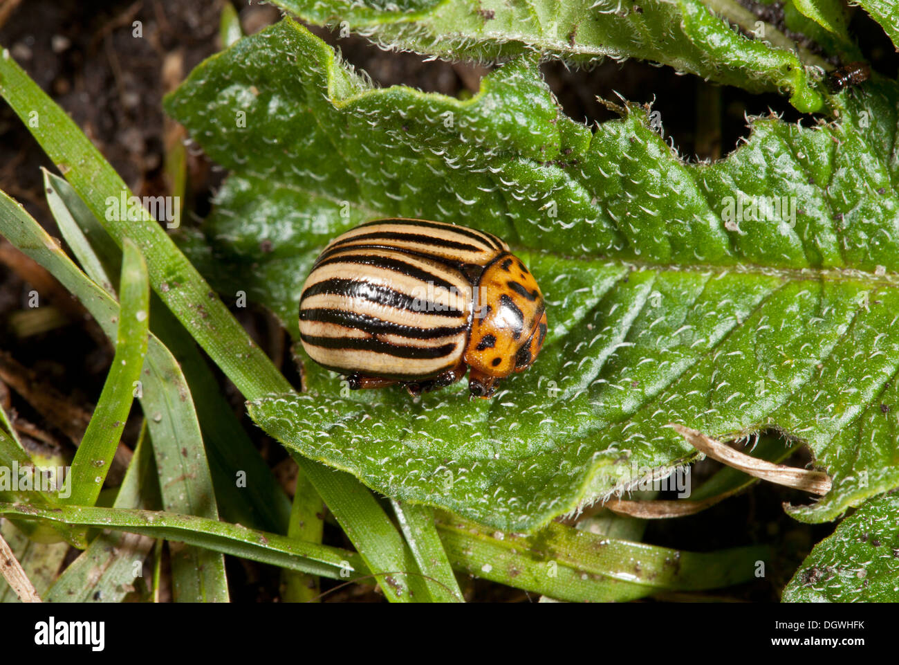 Notorious Insect Pest High Resolution Stock Photography and Images - Alamy