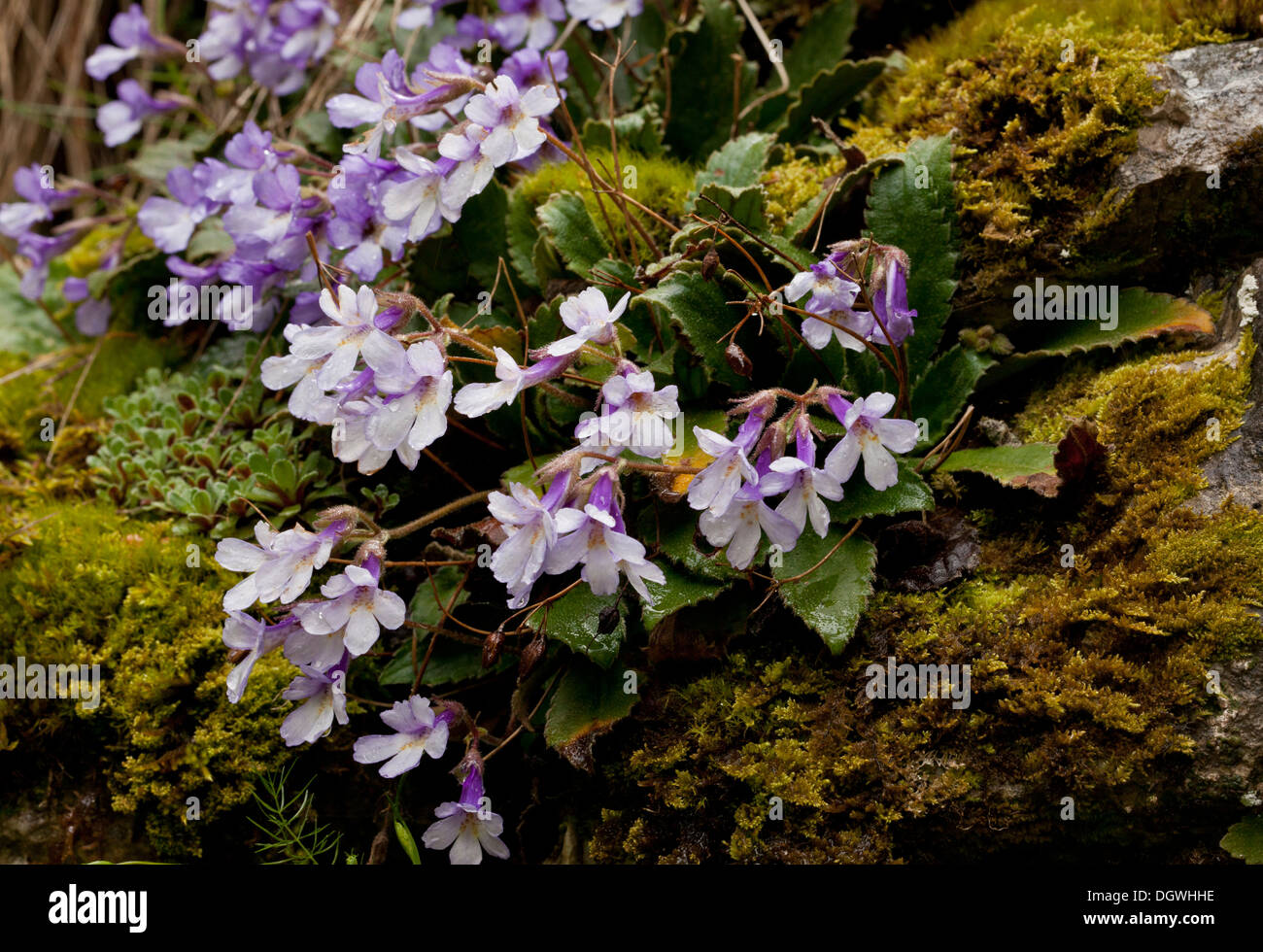 Rhodope endemic hi-res stock photography and images - Alamy